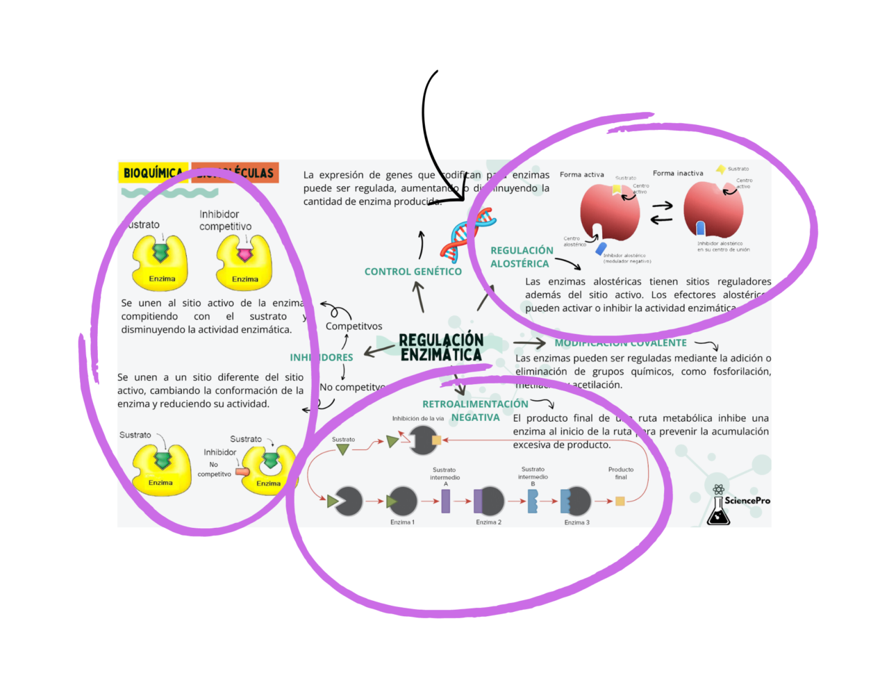 Mapas-Mentales-Bioquimica | scienncepro.com